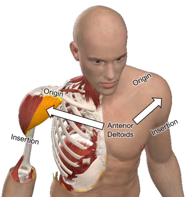 Muscle Origin and Insertion System – Vibrant LIFE